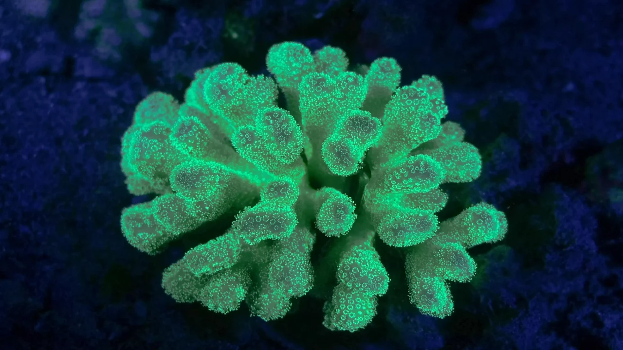 8 Animals with Incredible Bioluminescence - Impressive Nature