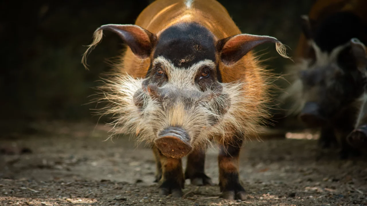8 Unique Types of Wild Pigs You Need to See! - Impressive Nature