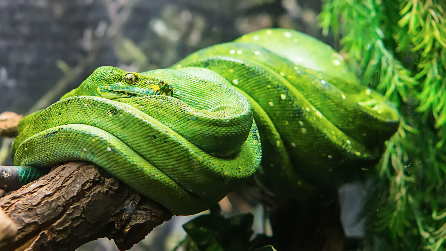 Meet the World’s Most Agile Tree Snakes - Impressive Nature