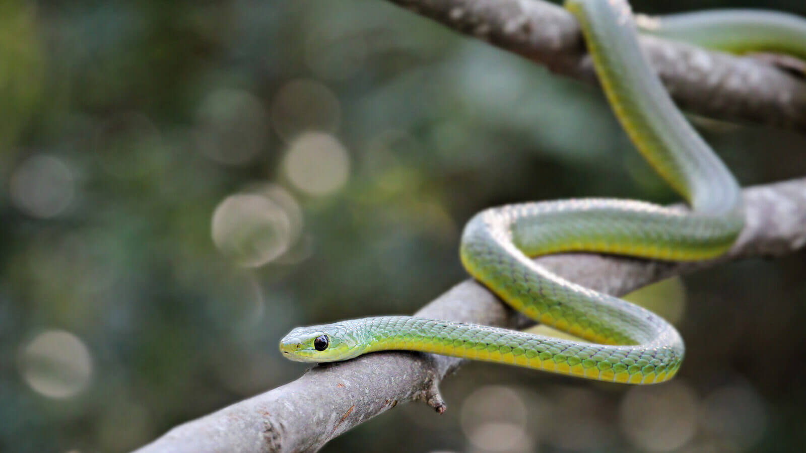 Meet the World’s Most Agile Tree Snakes - Impressive Nature