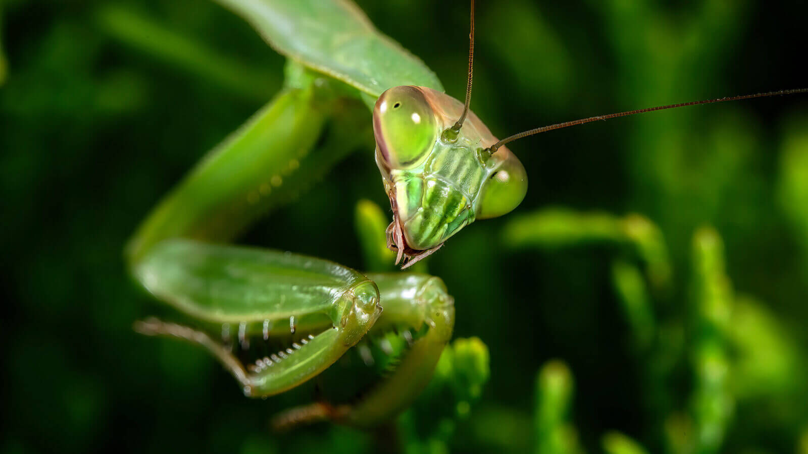 8 Tiny Predators You Shouldn’t Underestimate - Impressive Nature