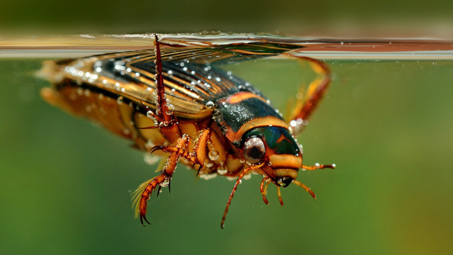 8 Tiny Predators You Shouldn’t Underestimate - Impressive Nature