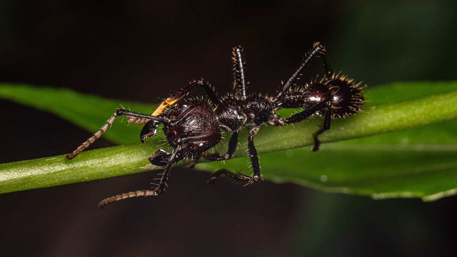 8 Tiny Predators You Shouldn’t Underestimate - Impressive Nature