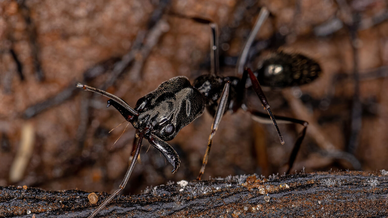 8 Tiny Predators You Shouldn’t Underestimate - Impressive Nature