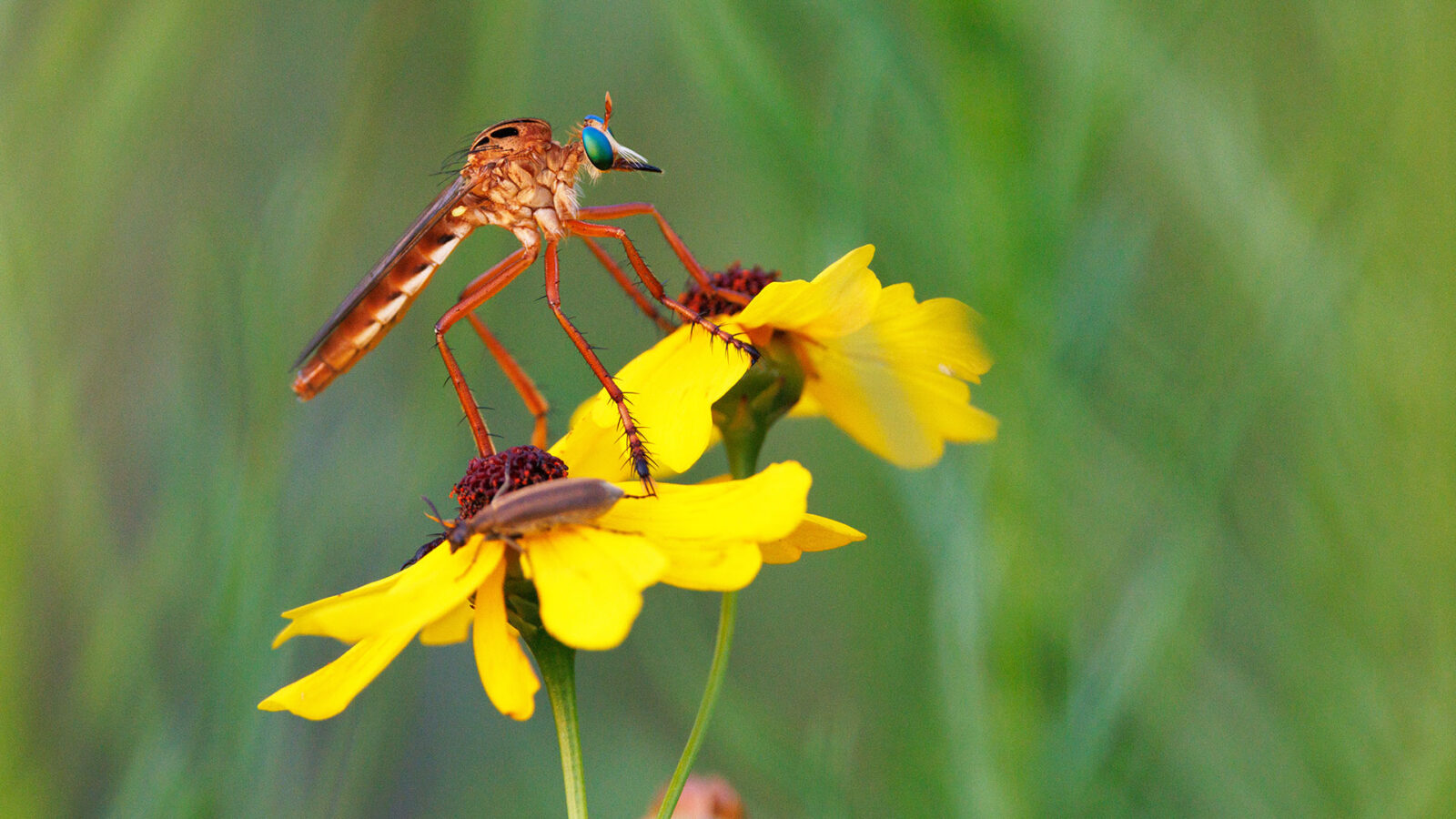8 Tiny Predators You Shouldn’t Underestimate - Impressive Nature