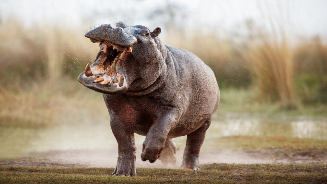6 Animals You Won’t Believe Are Related! - Impressive Nature