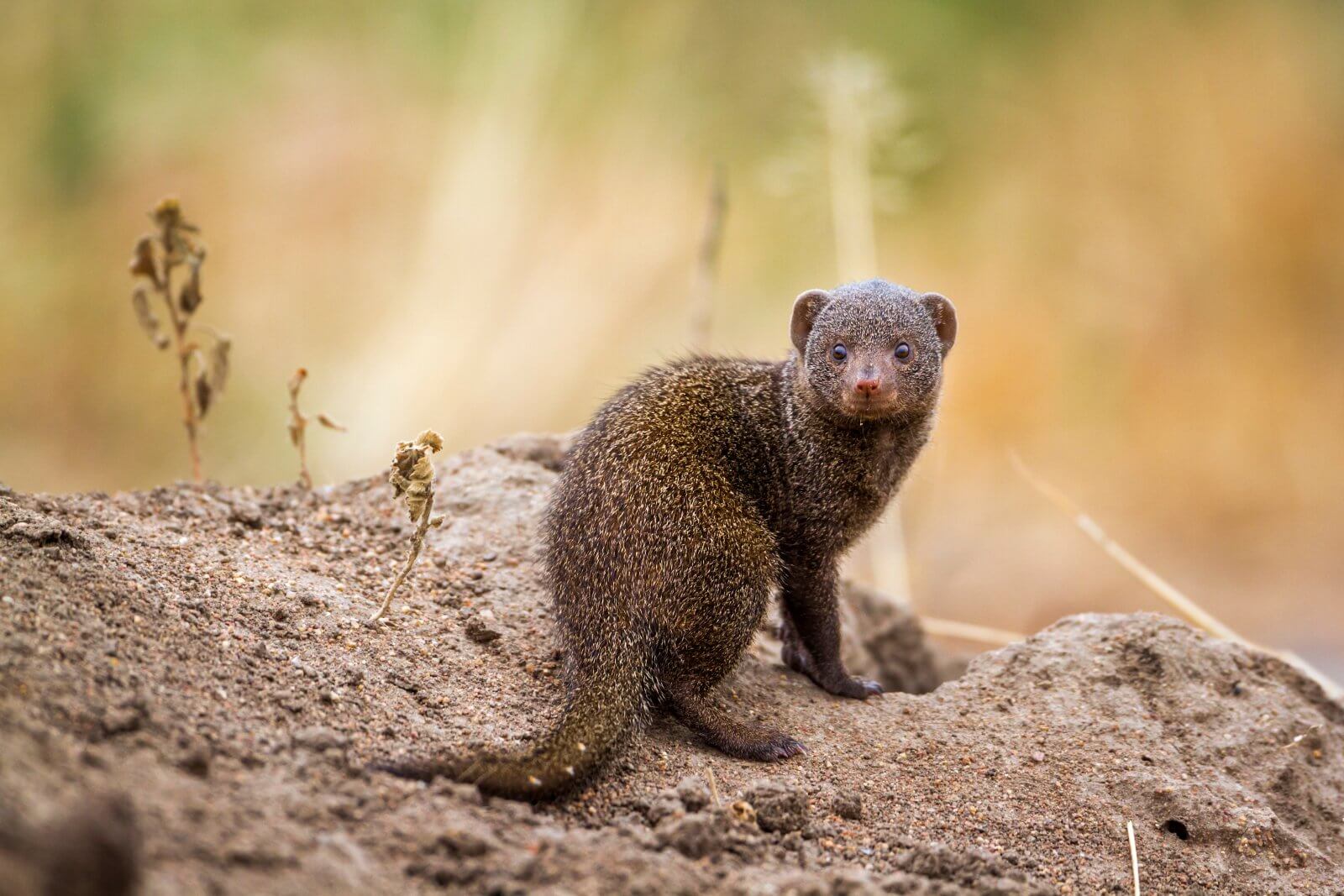The Mongoose Invasion: Hawaii’s Biggest Mistake! - Impressive Nature