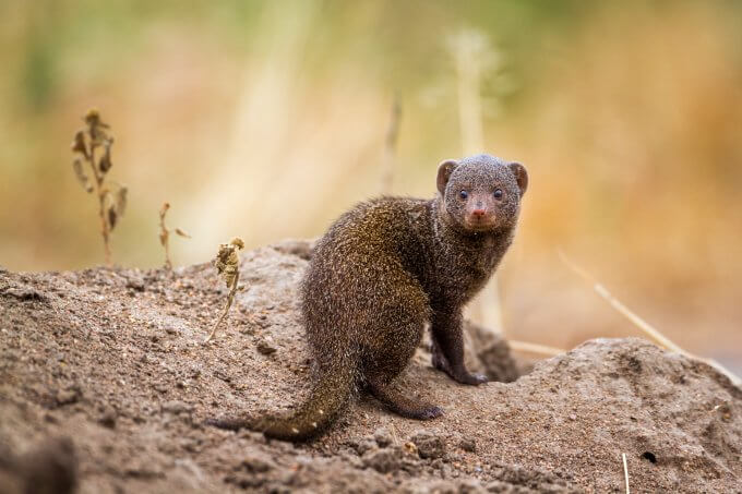 The Mongoose Invasion: Hawaii’s Biggest Mistake! - Impressive Nature