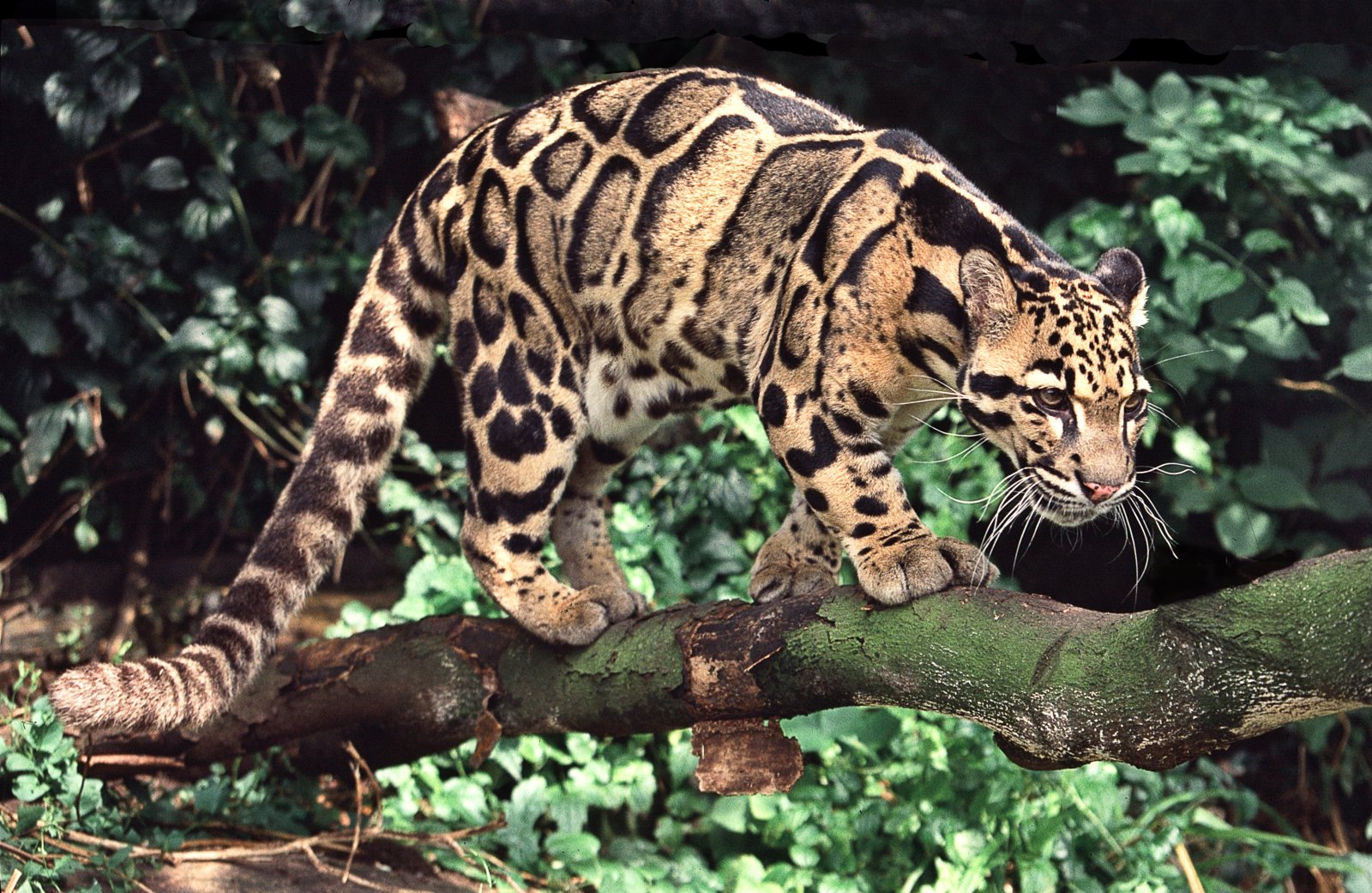 All 41 Wildcats You NEED to KNOW! 🐆🐅 More Than Just Lions & Tigers ...