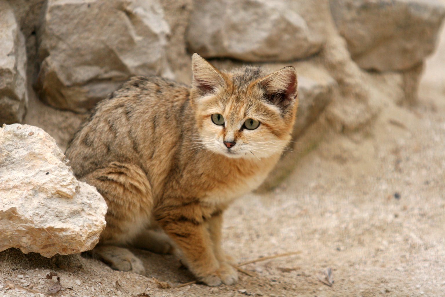 All 41 Wildcats You NEED to KNOW! 🐆🐅 More Than Just Lions & Tigers ...