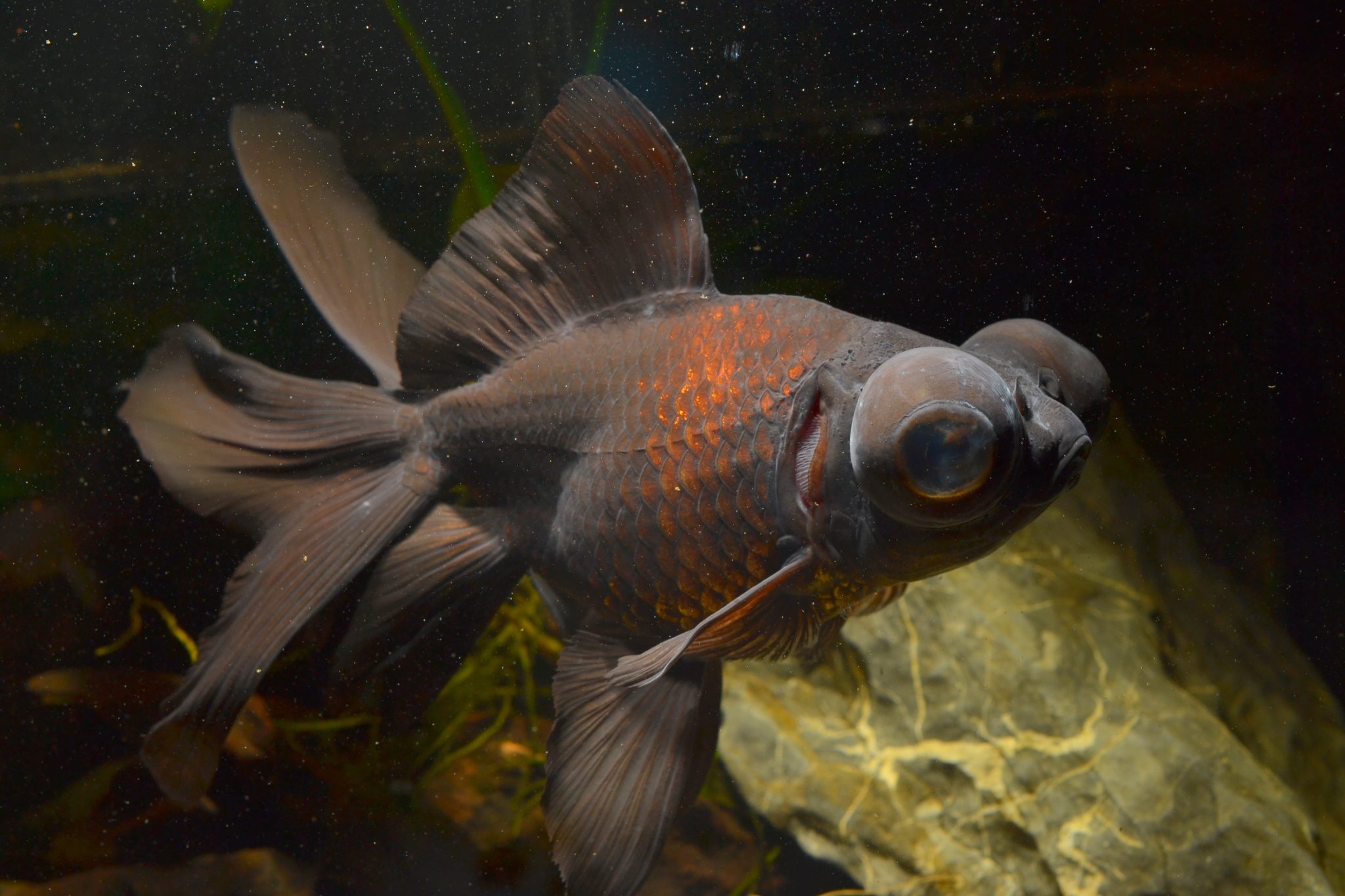 The Ultimate Guide to Naming Your Pet Goldfish - MyStart