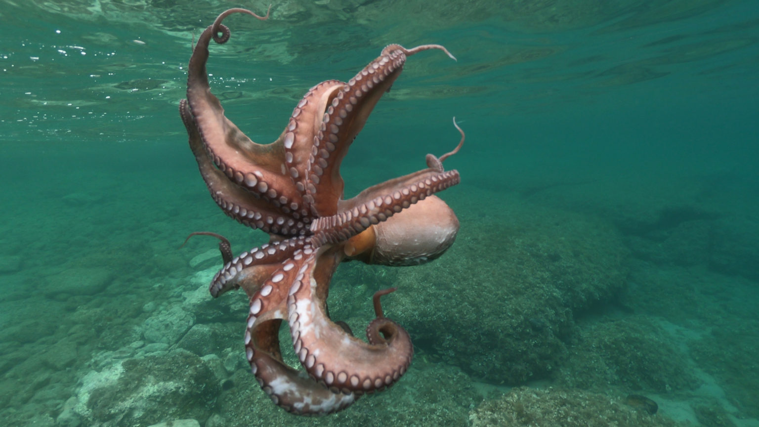The Secret Lives of Octopuses: 8 Little-Known Facts - MyStart